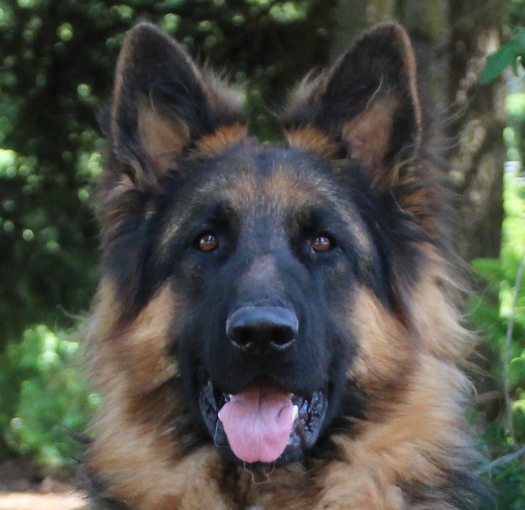 10 Best German Shepherd Breeders in Oregon - The Good German Shepherd