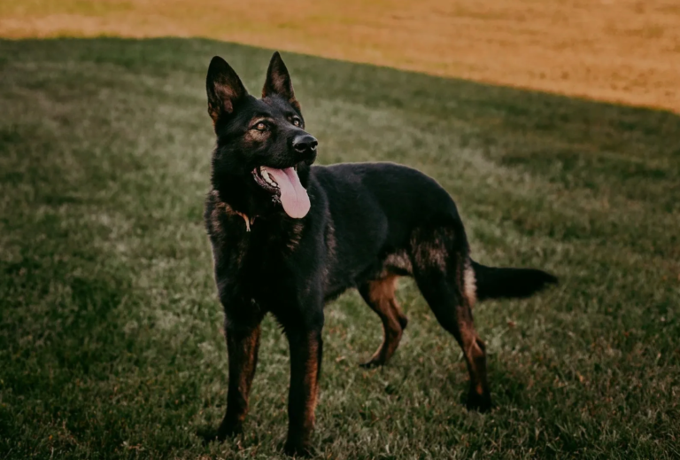 11 Best German Shepherd Breeders in Ohio! (2023) - The Good German Shepherd
